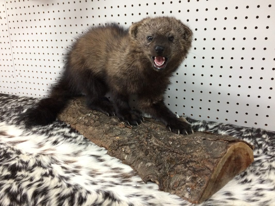 Pékan - Taxidermie de l'estrie