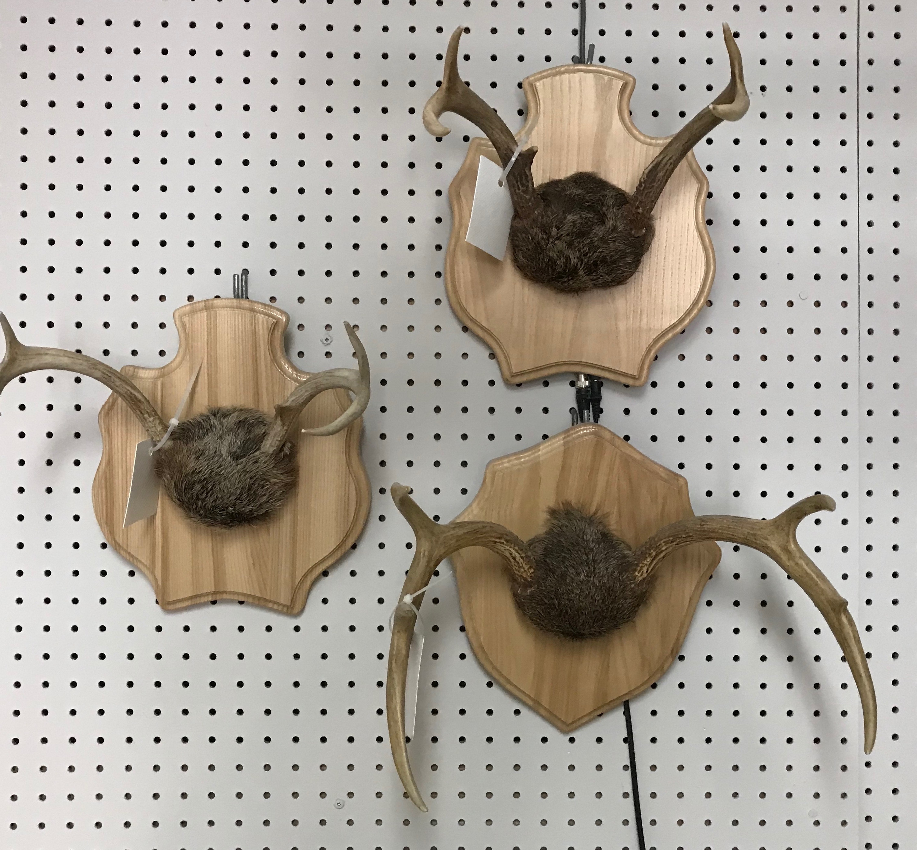 Panache de chevreuil - Taxidermie de l'estrie