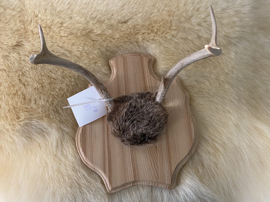 Panache à vendre - Taxidermie de l'estrie